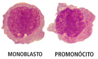 Atlas de Hematologia: promonocito